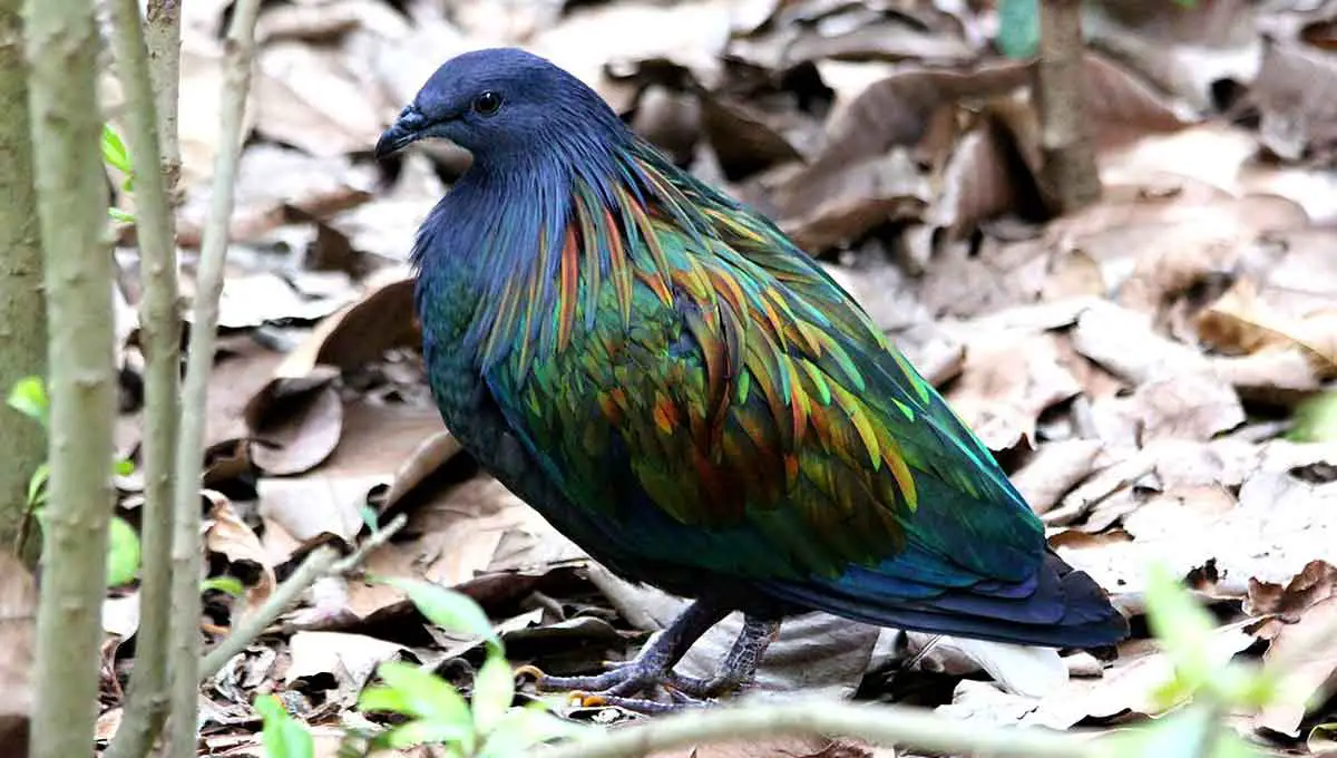 Endemic Species Nicobar Pigeon