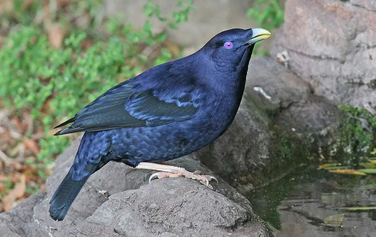 Satin Bowerbird | The Animal Facts | Appearance, Diet, Habitat, Behavior