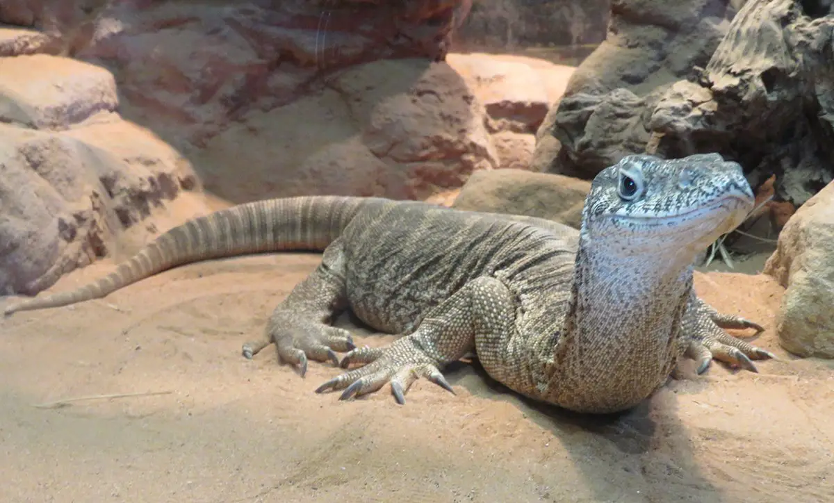 Spencer’s Monitor | The Animal Facts | Appearance, Diet, Habitat, Lifespan