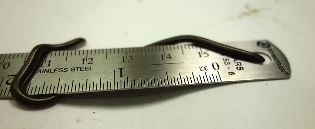 Barbados Threadsnake | The Animal Facts | Appearance, Diet, Habitat