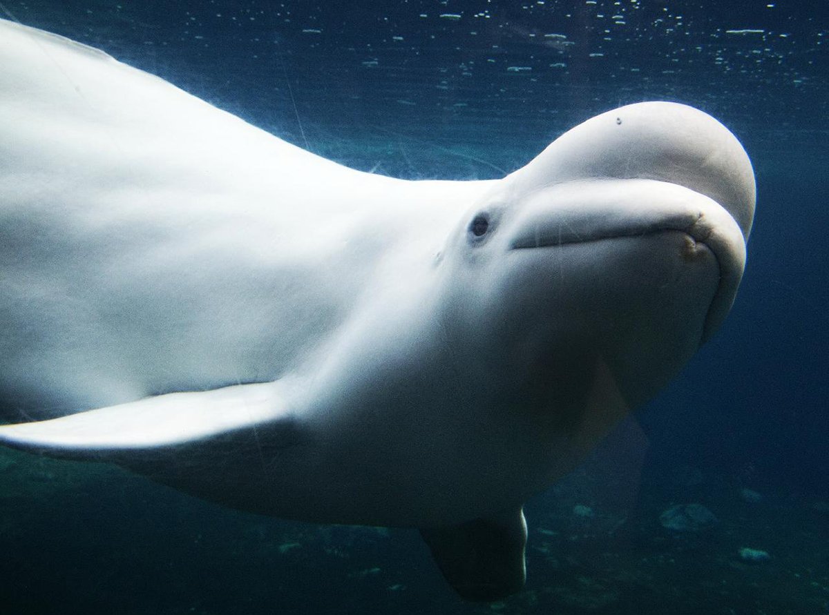 Beluga | The Animal Facts | Appearance, Diet, Habitat, Behavior, Lifespan