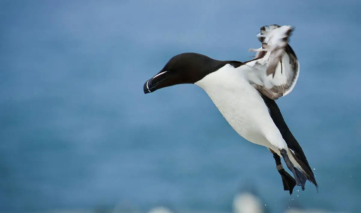 Razorbill | The Animal Facts | Appearance, Diet, Habitat, Lifespan,Behavior