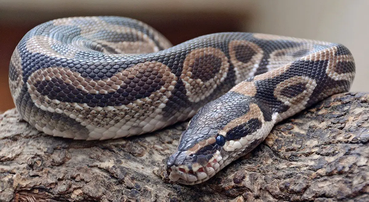 Royal (Ball) Python | The Animal Facts | Appearance, Diet, Habitat Royal (Ball) Python | The Animal Facts | Appearance, Diet, Habitat