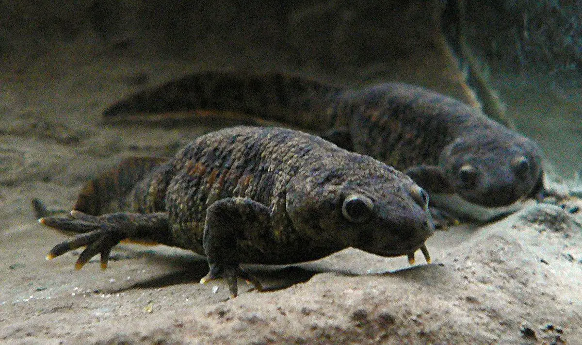 Sharp-Ribbed Newt | The Animal Facts | Appearance, Diet, Habitat, Range