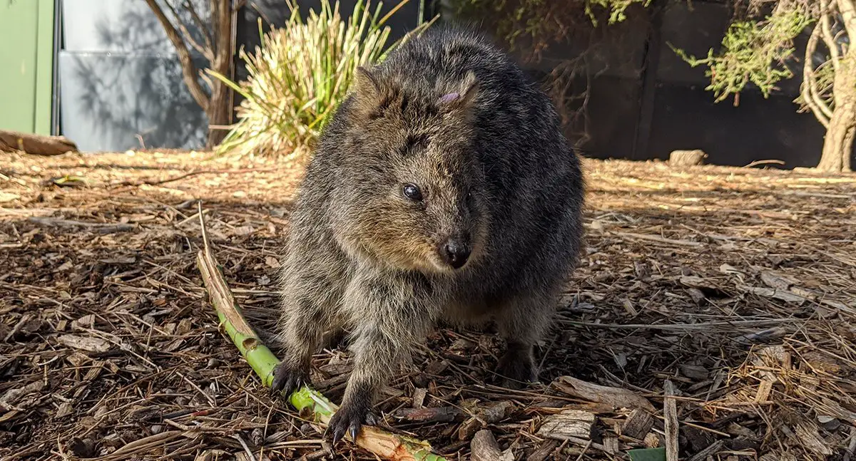 Quokka Habitat