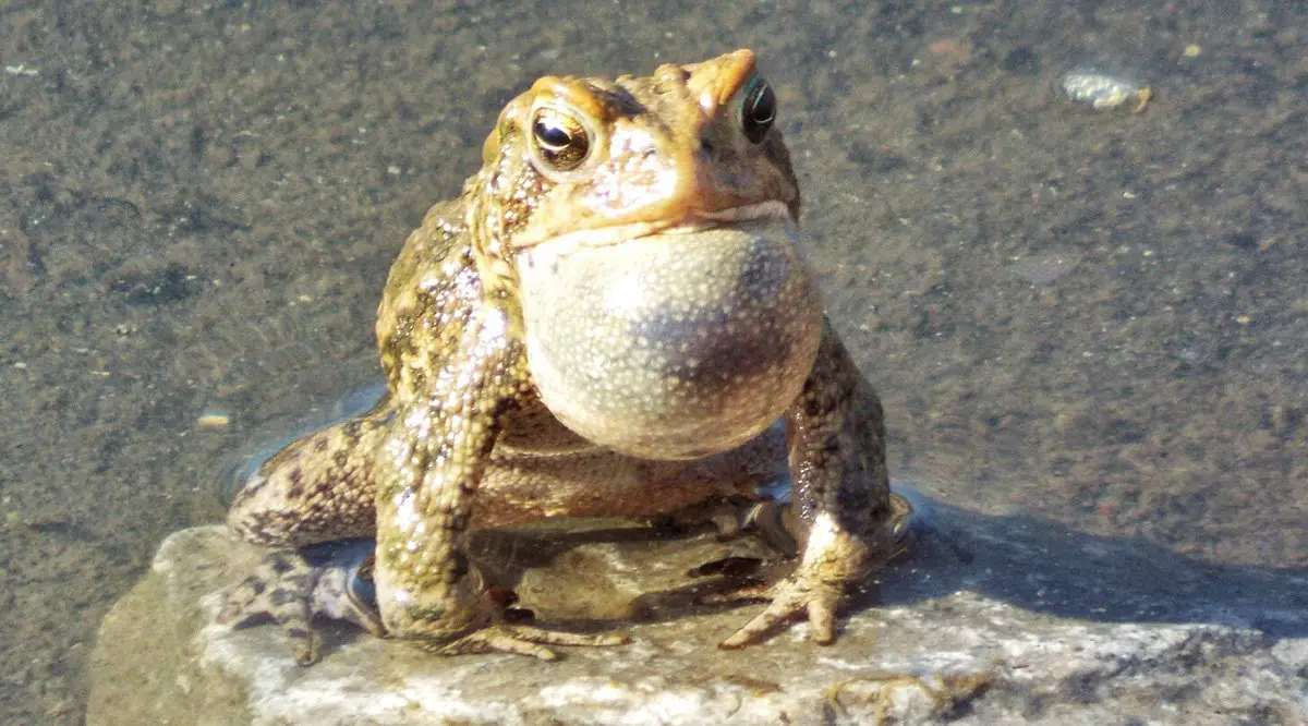 American Toad | The Animal Facts | Appearance, Diet, Habitat, Behavior
