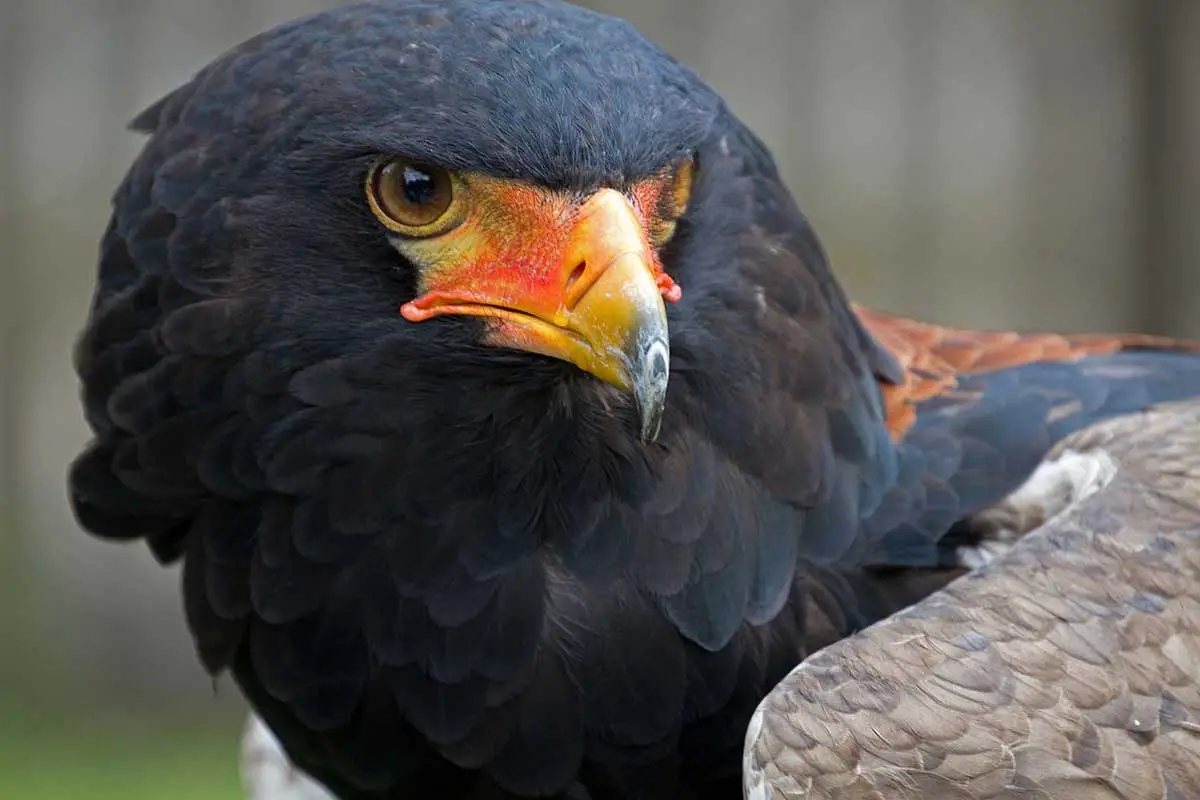 Bateleur Eagle | The Animal Facts | Appearance, Diet, Habitat, Behavior