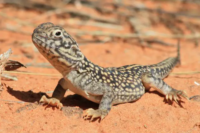 Central Netted Dragon | The Animal Facts | Appearance, Diet, Habitat