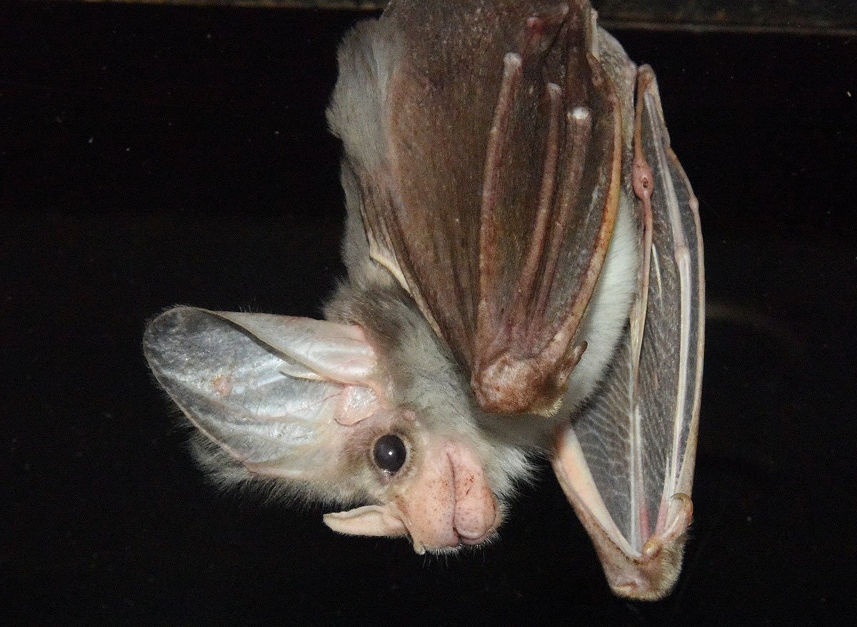 Ghost Bat | The Animal Facts | Appearance, Diet, Habitat, Lifespan, Range