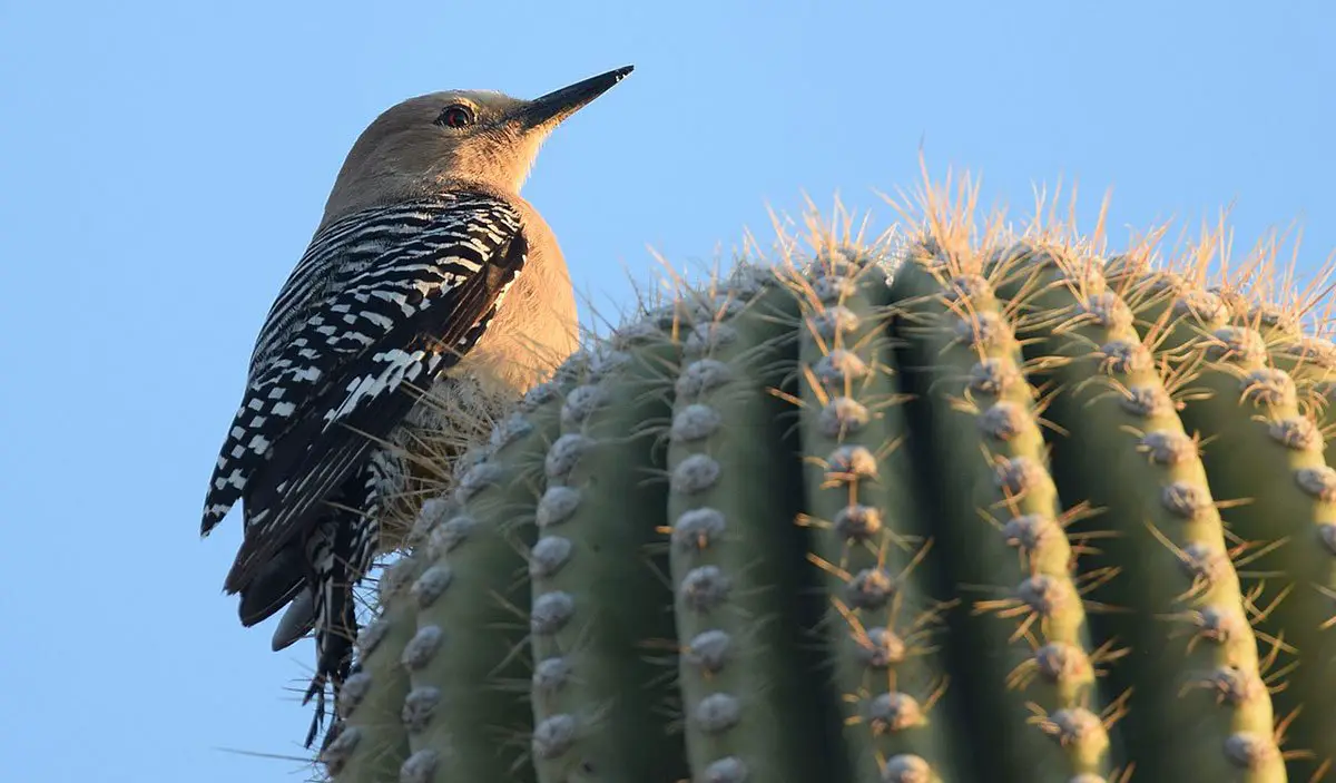 Gila Woodpecker | The Animal Facts | Appearance, Diet, Habitat, Range