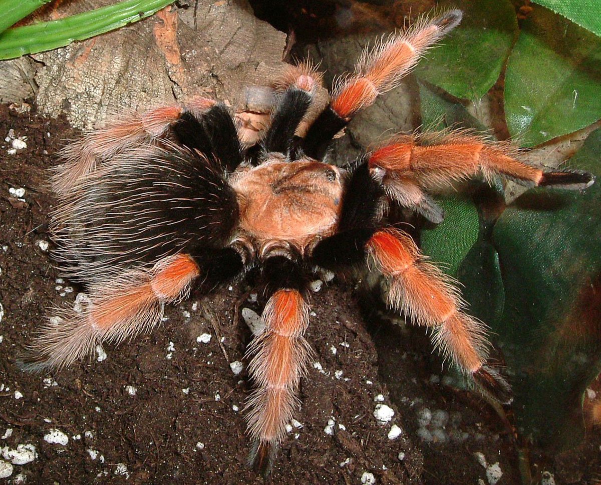 Mexican Fireleg Tarantula | The Animal Facts | Appearance, Diet, Habitat