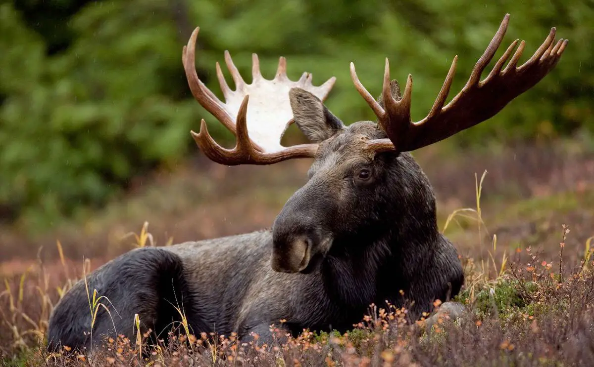 Moose | The Animal Facts | Appearance, Diet, Habitat, Lifespan, Breeding