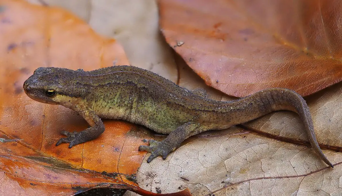 Palmate Newt | The Animal Facts | Appearance, Diet, Habitat, Lifespan