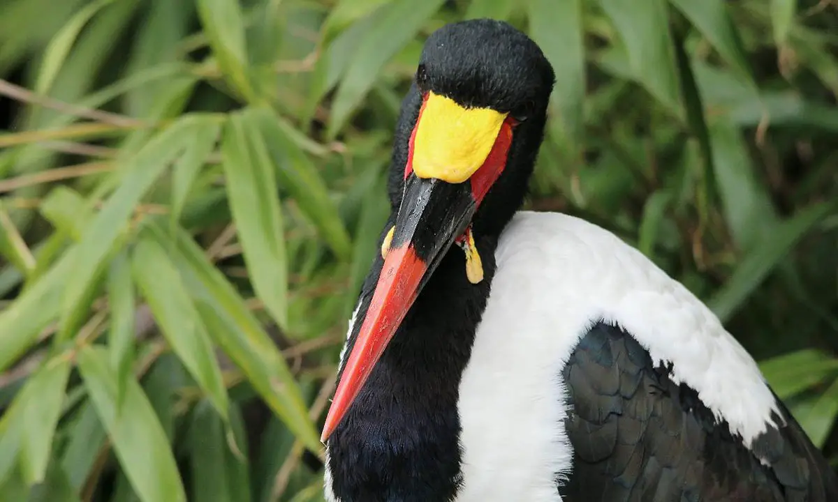 Saddle-billed Stork | The Animal Facts | Appearance, Diet, Habitat, Range