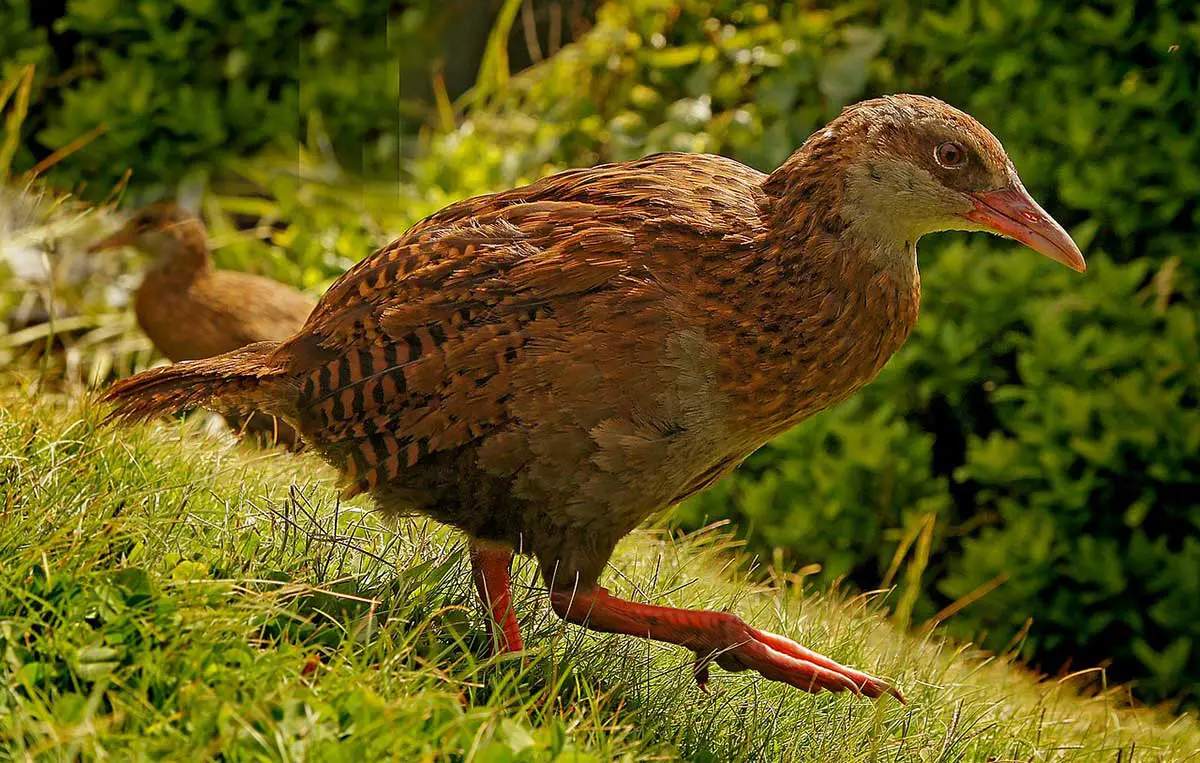Weka | The Animal Facts | Appearance, Diet, Habitat, Lifespan, Behavior