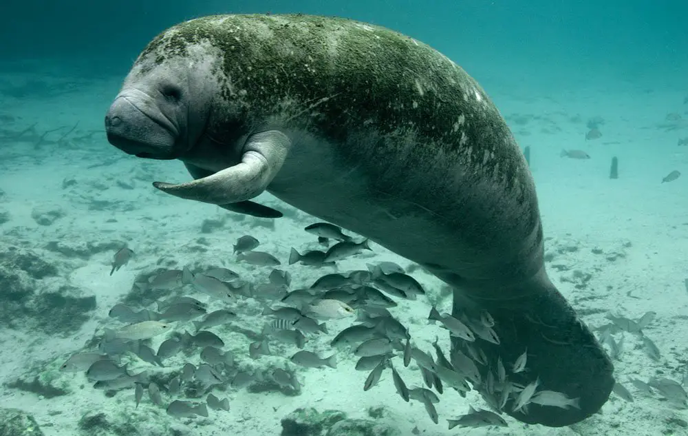 West Indian Manatee - The Animal Facts - Appearance, Diet, Habitat West Indian Manatee - The Animal Facts - Appearance, Diet, Habitat