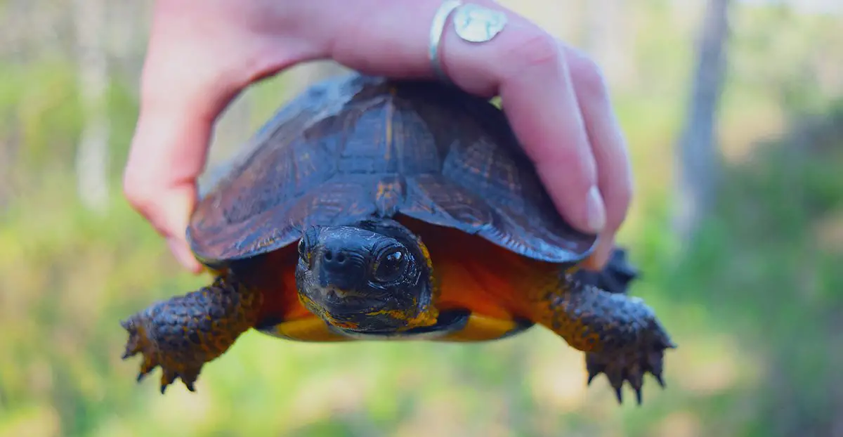 Wood Turtle | The Animal Facts | Appearance, Diet, Habitat, Behavior