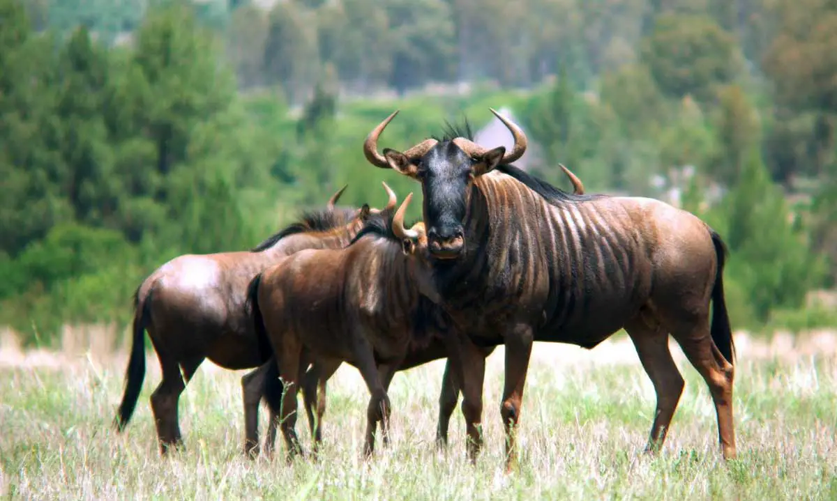 Blue Wildebeest | The Animal Facts | Appearance, Diet, Habitat, Behavior
