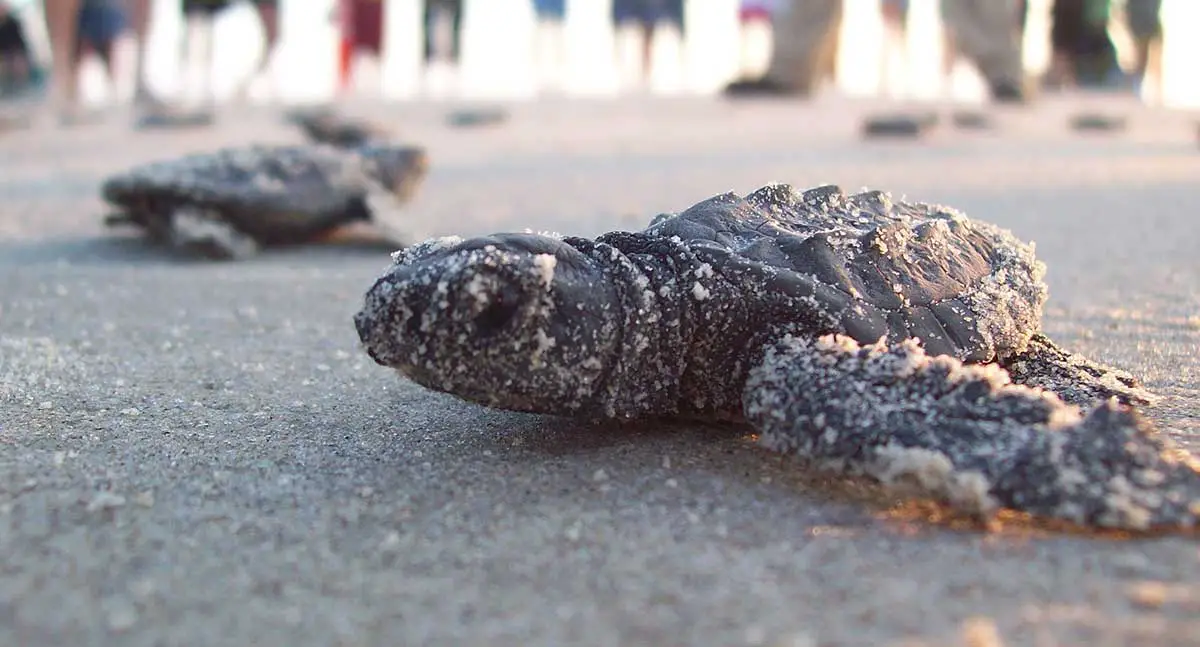 Kemp’s Ridley Turtle | The Animal Facts Appearance, Diet, Habitat, Range