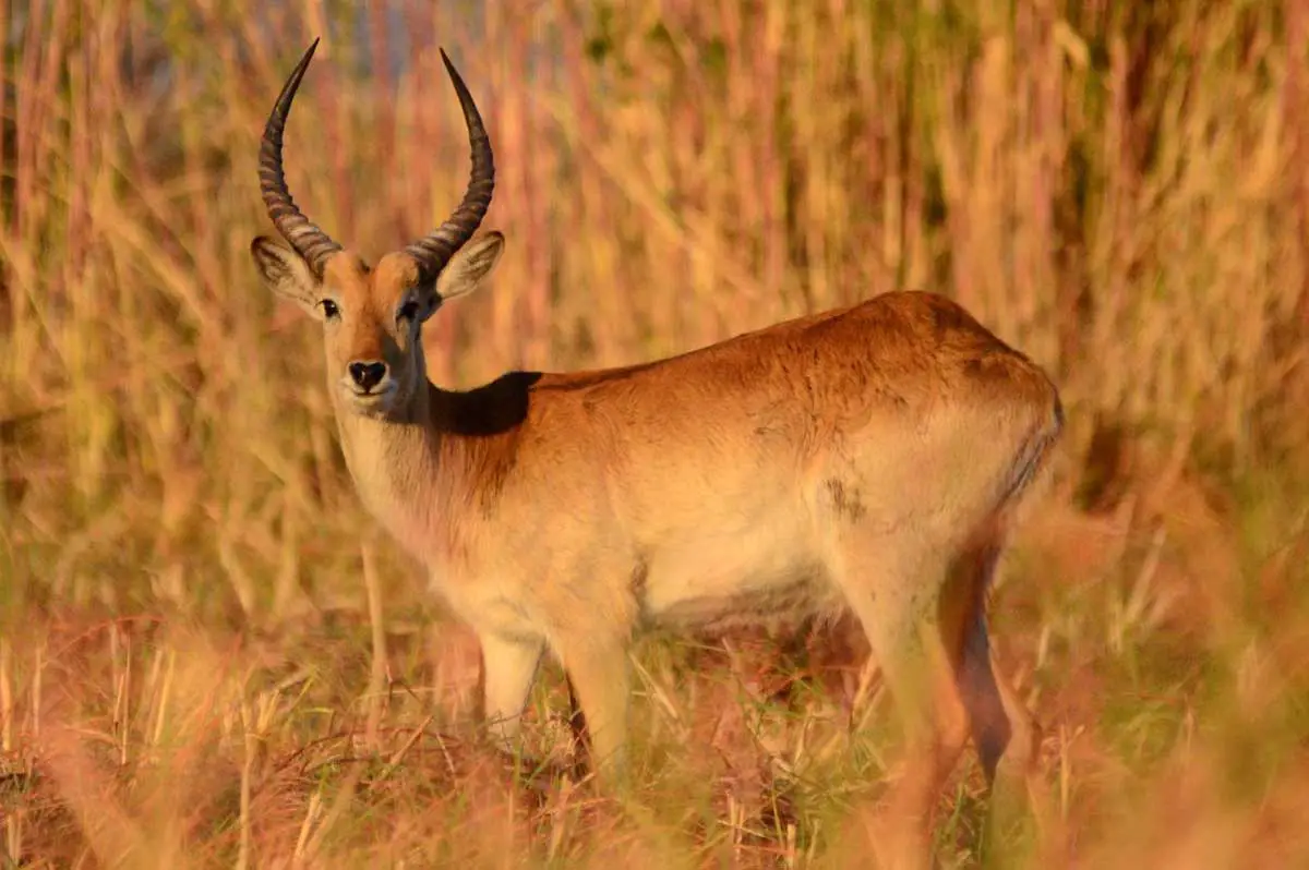 Lechwe - The Animal Facts - Appearance, Diet, Habitat, Lifespan, Behavior