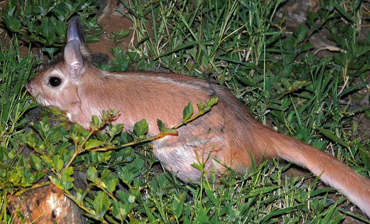 South African Springhare | The Animal Facts | Appearance, Diet, Habitat