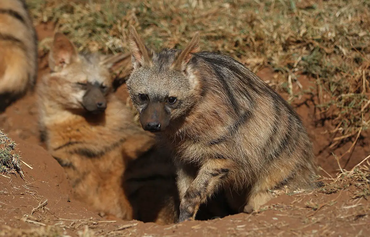 Aardwolf | The Animal Facts | Appearance, Diet, Habitat, Behavior, Range Aardwolf | The Animal Facts | Appearance, Diet, Habitat, Behavior, Range