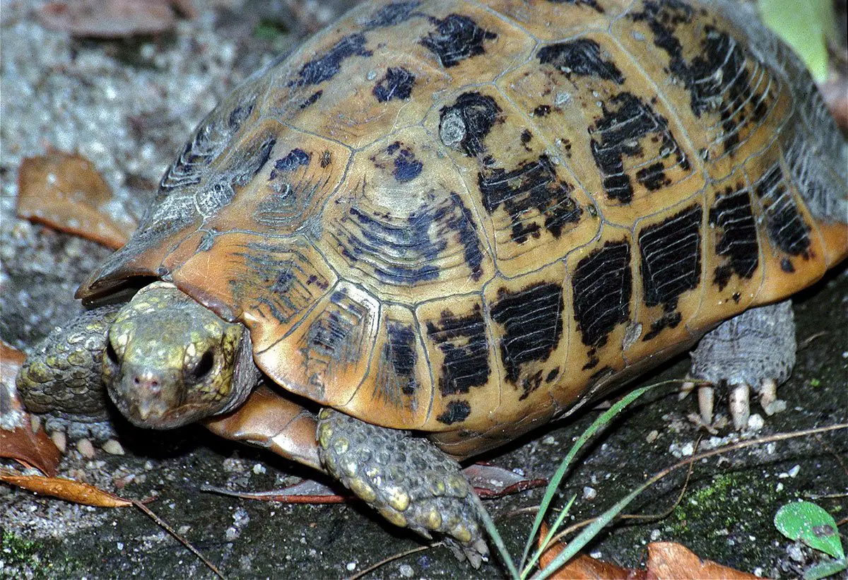 Three Headed Tortoise