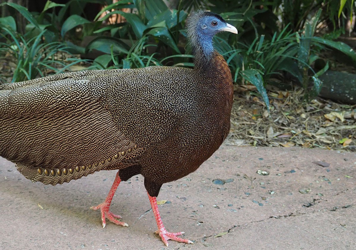 Great Argus Pheasant | The Animal Facts | Appearance, Diet, Habitat