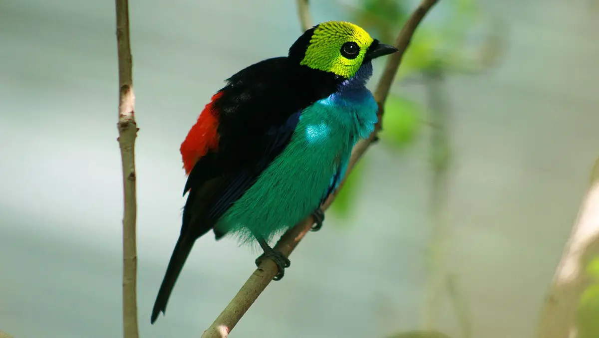 Paradise Tanager | The Animal Facts | Appearance, Diet, Habitat, Lifespan