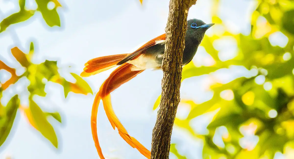 African Paradise Flycatcher | The Animal Facts | Appearance, Diet, Habitat