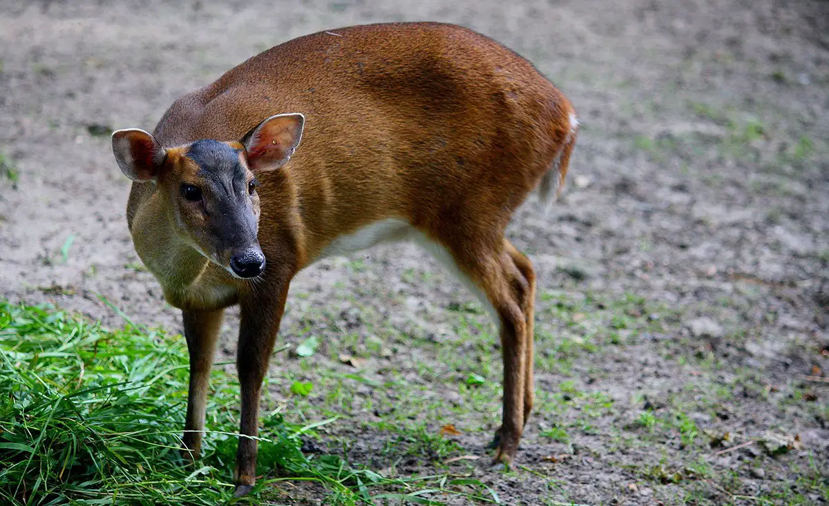 Reeve's Muntjac - The Animal Facts - Appearance, Diet, Habitat, Behavior