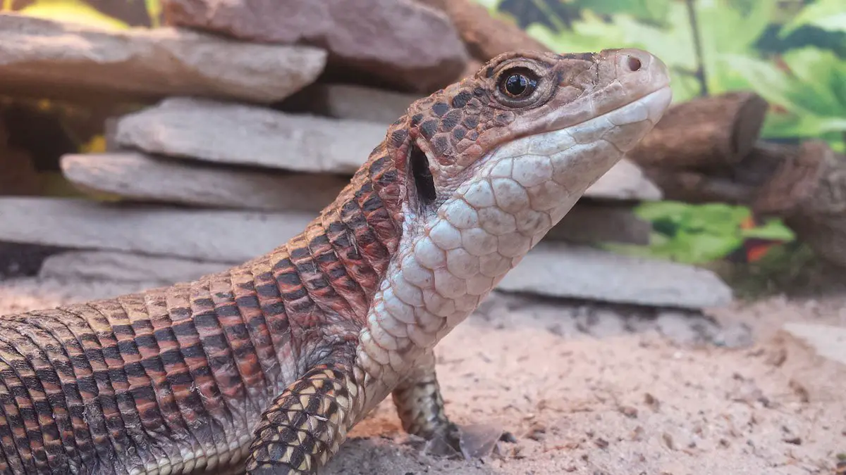 Sudan Plated Lizard | The Animal Facts | Appearance, Diet, Habitat