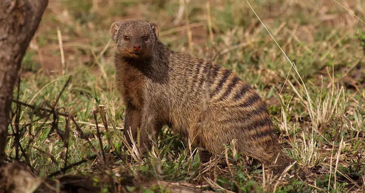 Banded Mongoose | The Animal Facts | Appearance, Diet, Habitat, Range