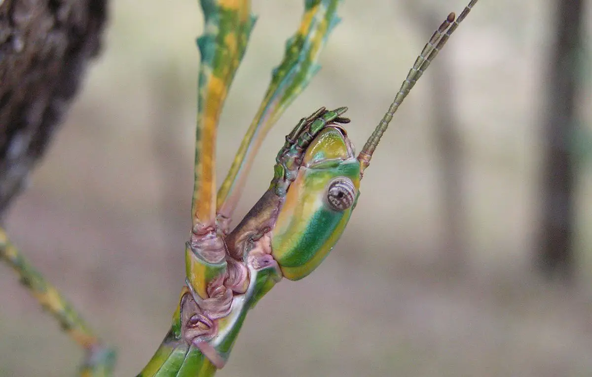 Goliath Stick Insect | The Animal Facts | Appearance, Diet, Habitat