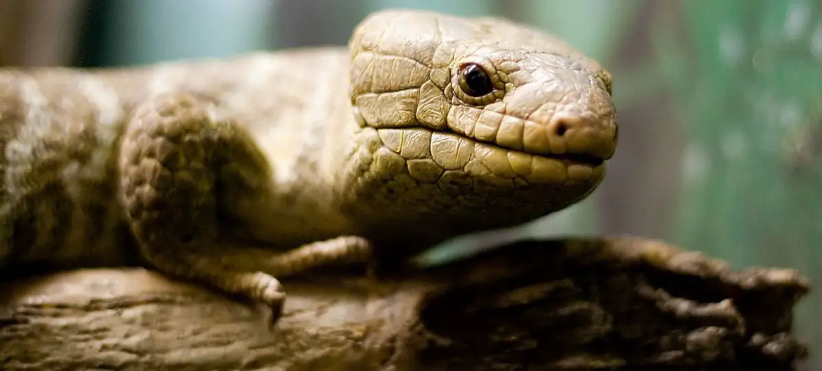 Solomon Islands Skink | The Animal Facts | Appearance, Diet, Habitat