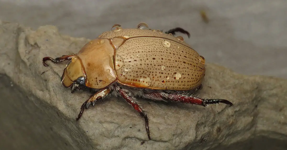 Christmas Beetle The Animal Facts Appearance Diet Habitat Behavior christmas-beetle-the-animal-facts-appearance-diet-habitat-behavior