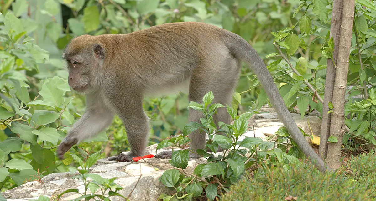 Crab-Eating Macaque | The Animal Facts | Appearance, Diet, Habitat