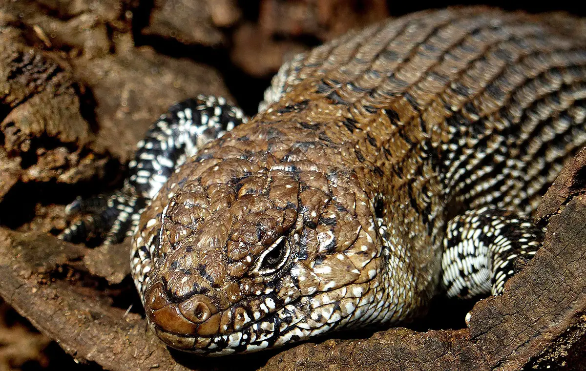 Cunningham’s Skink | The Animal Facts | Appearance, Diet, Habitat