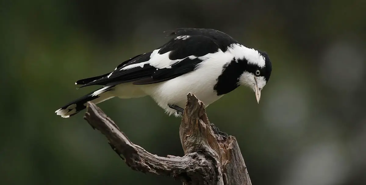 Magpie Lark | The Animal Facts | Appearance, Diet, Habitat, Behavior