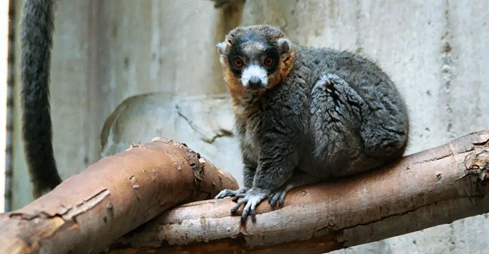 Mongoose Lemur | The Animal Facts | Appearance, Diet, Habitat, Lifespan
