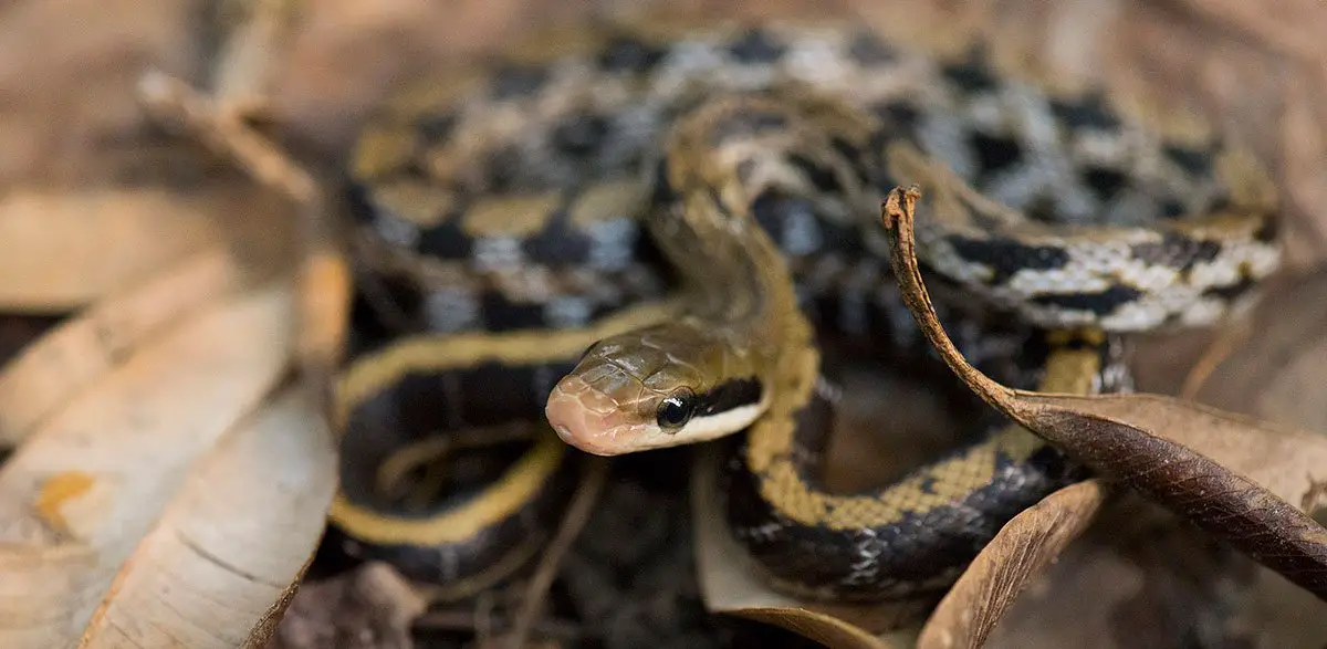 Beauty Rat Snake | The Animal Facts | Appearance, Diet, Habitat