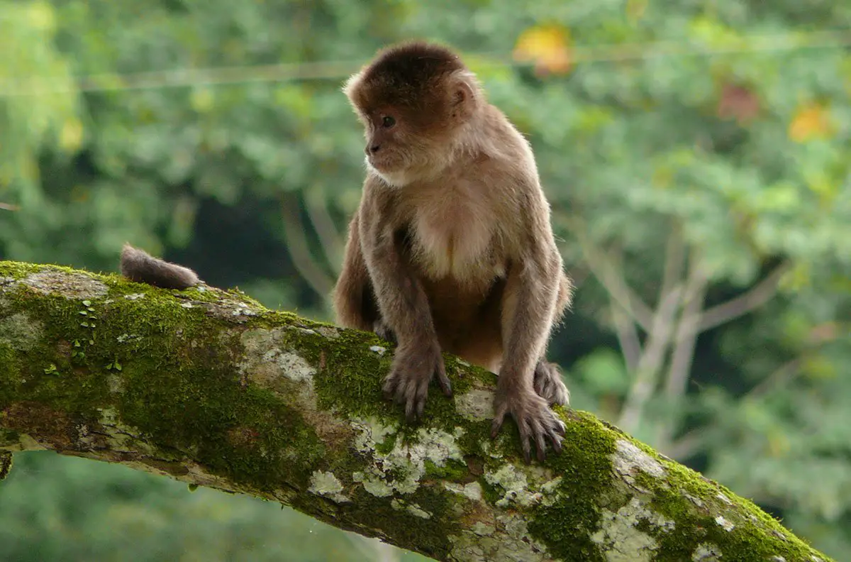 White-Fronted Capuchin | The Animal Facts | Appearance, Diet, Habitat