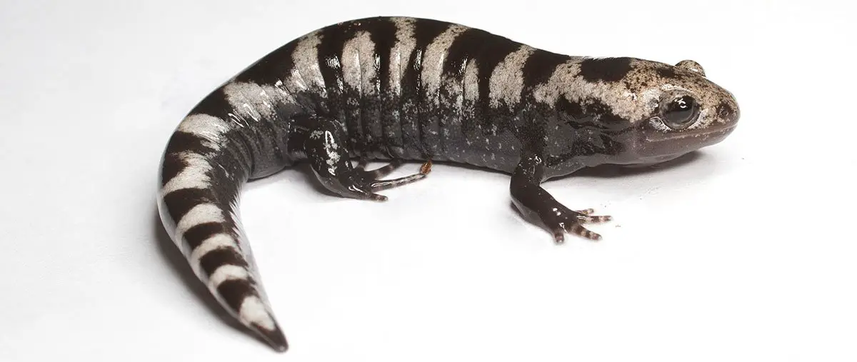 Marbled Salamander | The Animal Facts | Appearance, Diet, Habitat