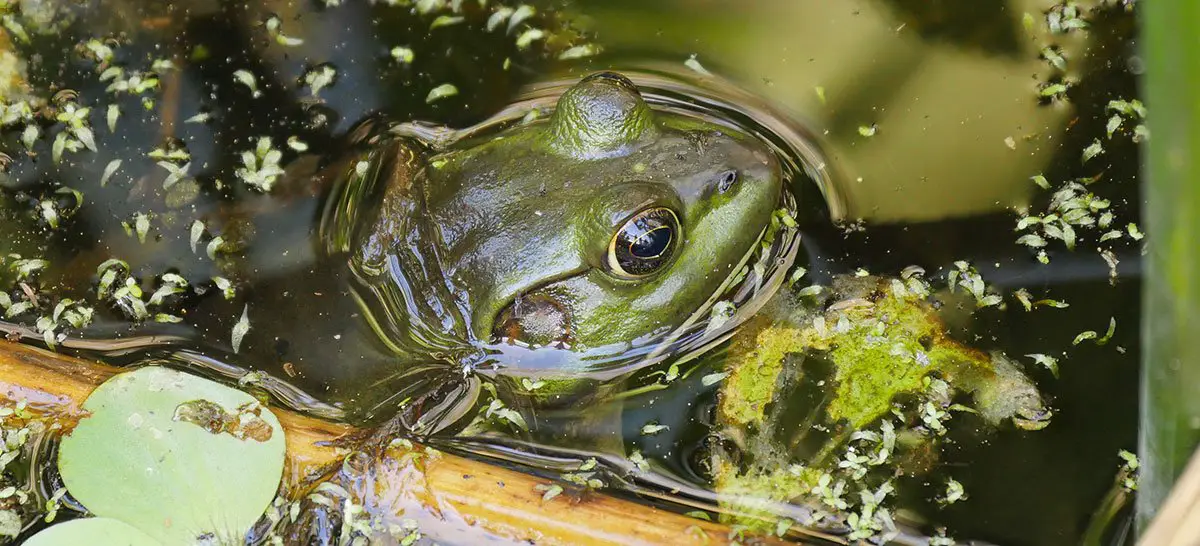 Pig Frog | The Animal Facts | Appearance, Diet, Habitat, Behavior, Range