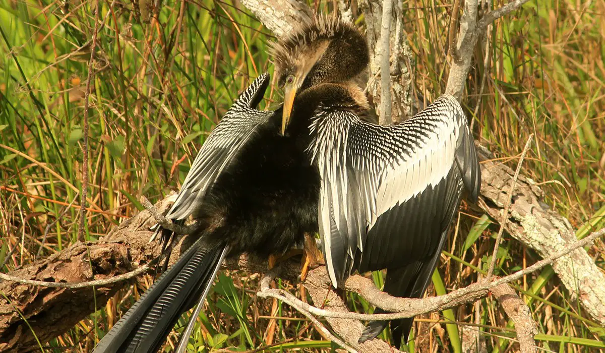 Anhinga | The Animal Facts | Appearance, Diet, Habitat, Behavior, Lifespan