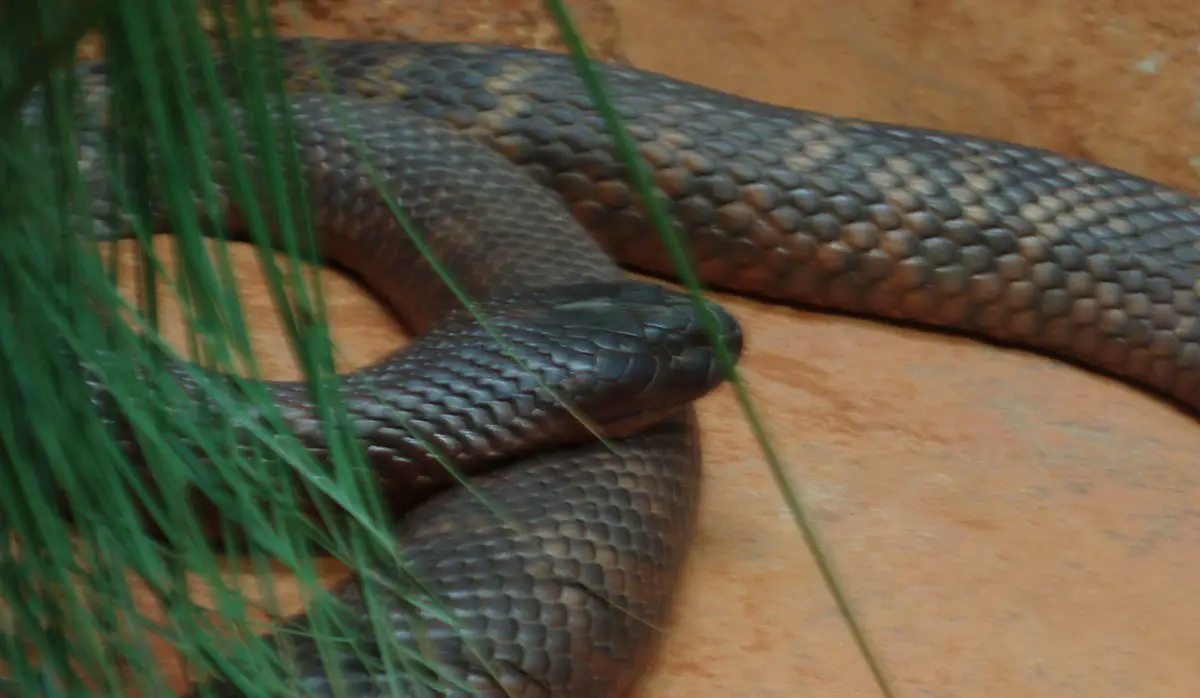 Collett’s Snake | The Animal Facts | Appearance, Diet, Habitat, Behavior