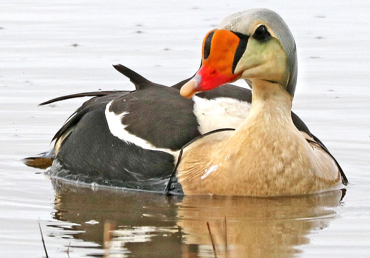 King Eider
