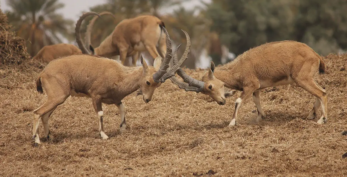 Nubian Ibex | The Animal Facts | Appearance, Diet, Habitat, Behavior