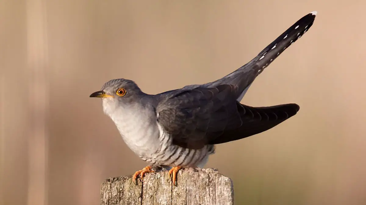 Common Cuckoo | The Animal Facts | Appearance, Diet, Habitat, Behavior