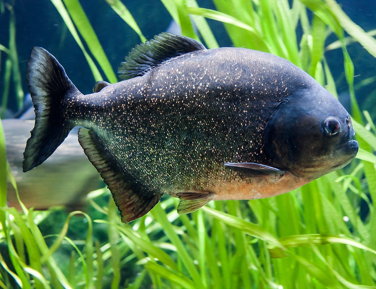 Red-Bellied Piranha | The Animal Facts | Appearance, Diet, Habitat, Range